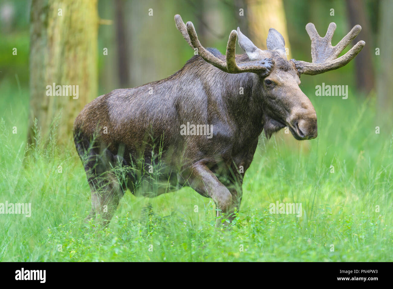 Moose, Elk, Alces alces, Germany, Europe Stock Photo - Alamy