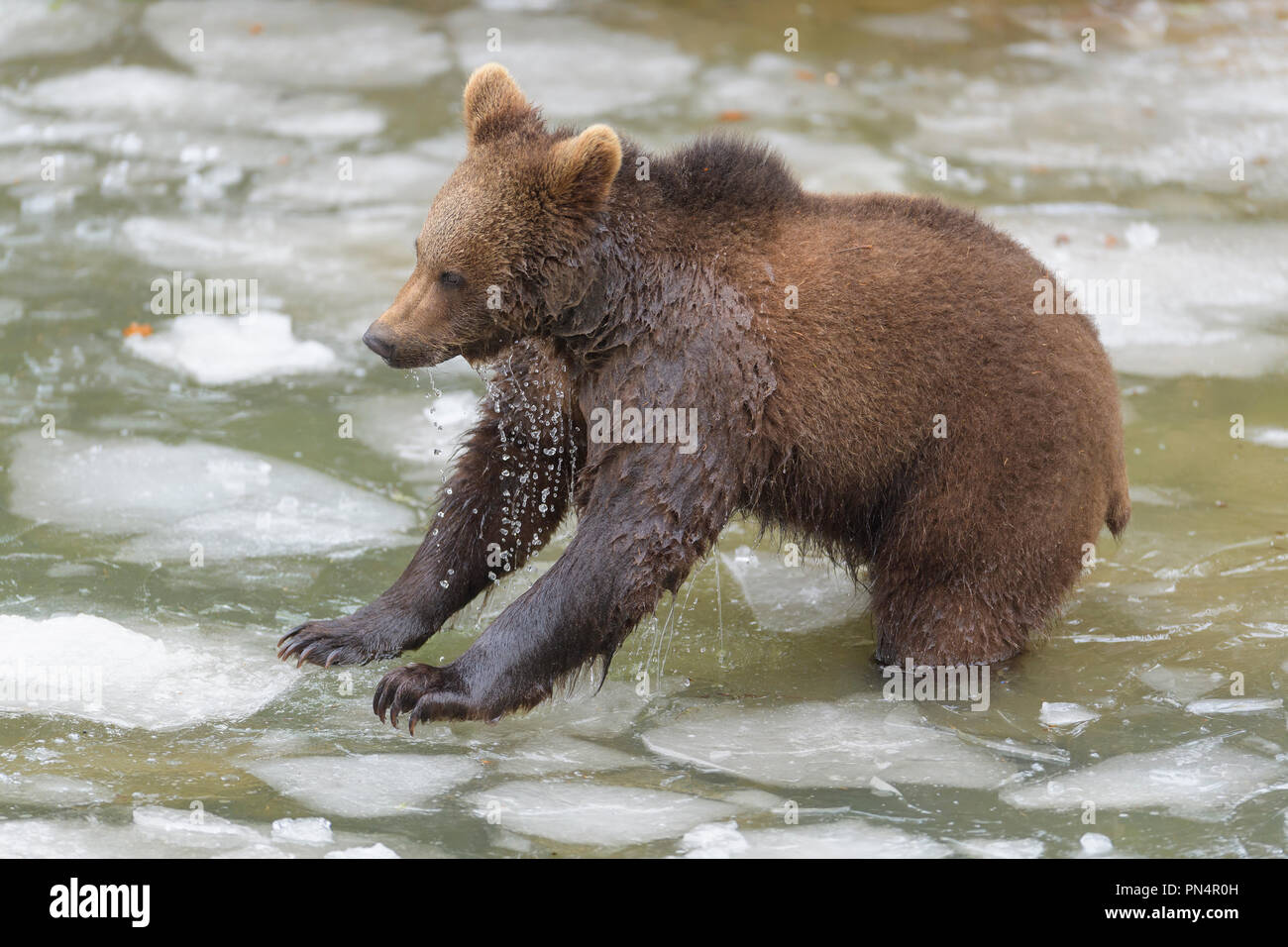 Brown bear, Ursus arctos, Cub in pond, winter, Germany Stock Photo - Alamy