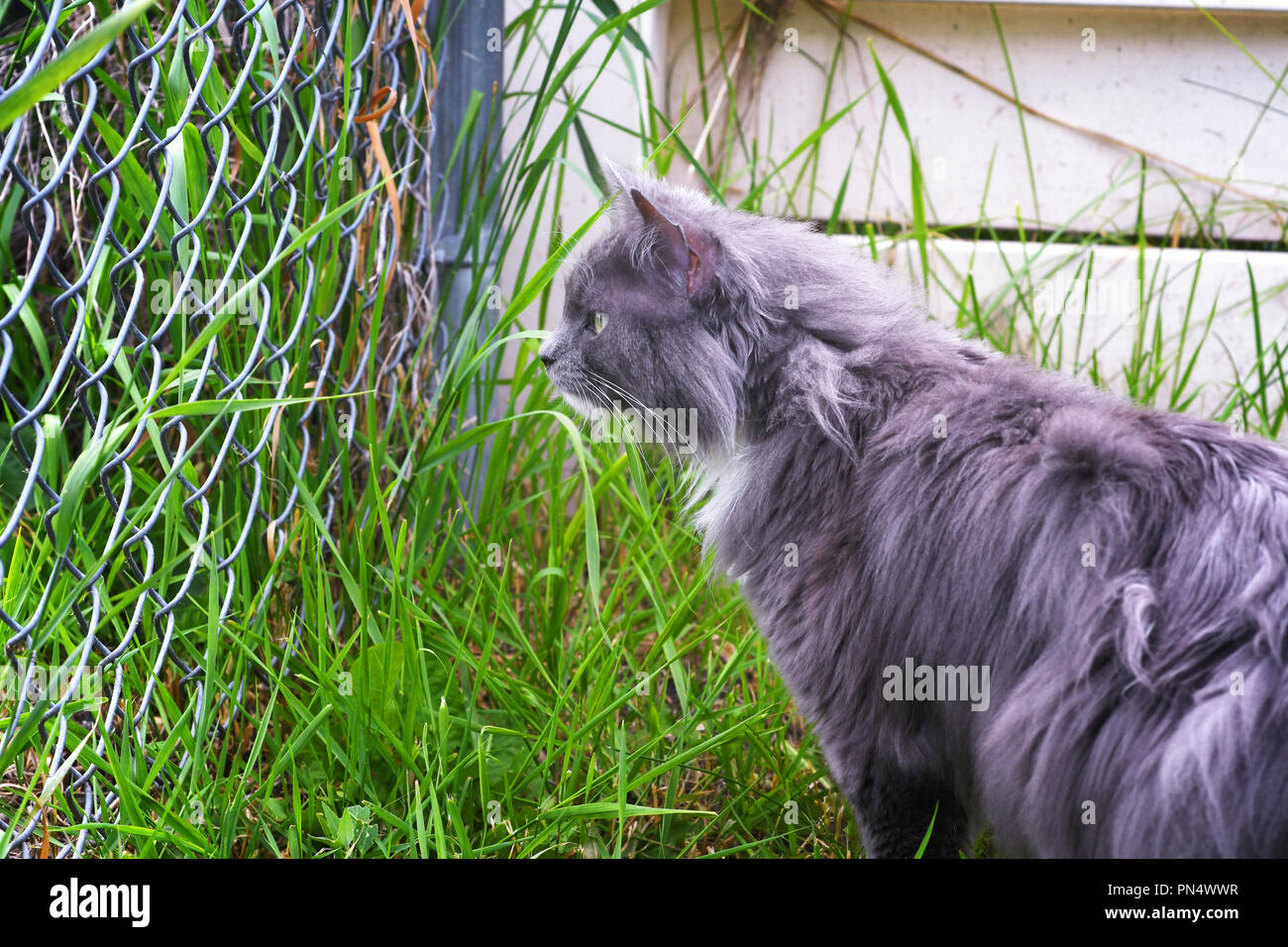 Grey long haired cat looking out a chain link fence Stock Photo - Alamy