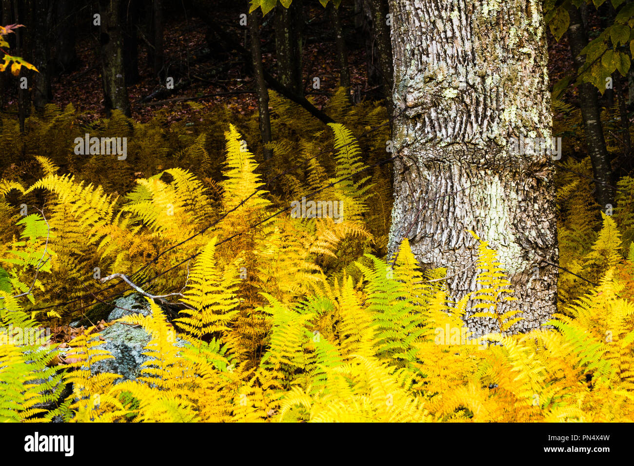 Connecticut State Forest Hartland, Connecticut, USA Stock Photo - Alamy