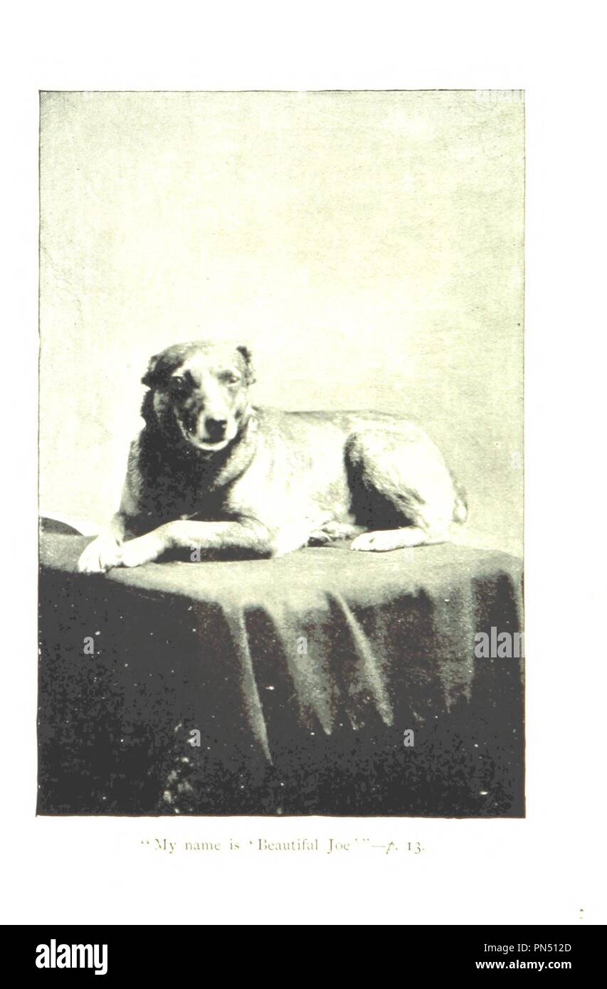 Image from page 8 of 'Beautiful Joe the autobiography of a dog . New ...