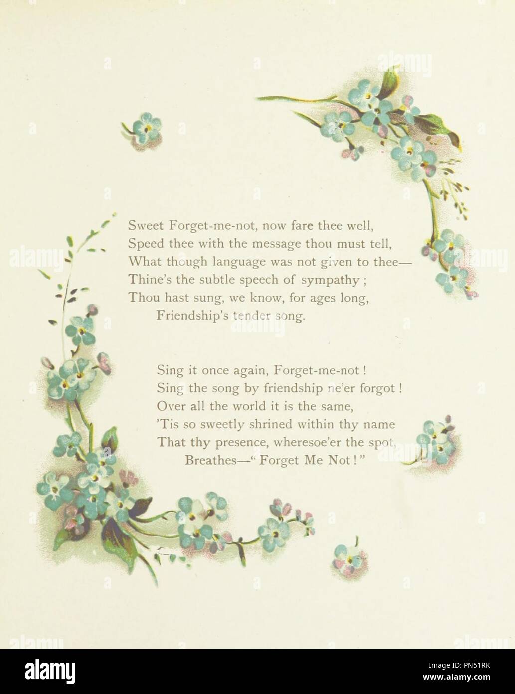 Forget Me Nots Drawing High Resolution Stock Photography and Images - Alamy