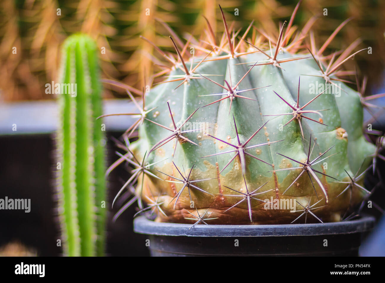 Small cute cactus for sale at the tree market Stock Photo - Alamy