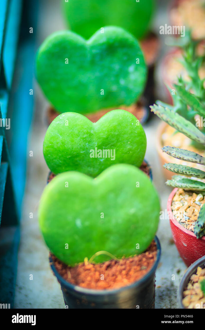 Hoya heart shape hi-res stock photography and images - Alamy