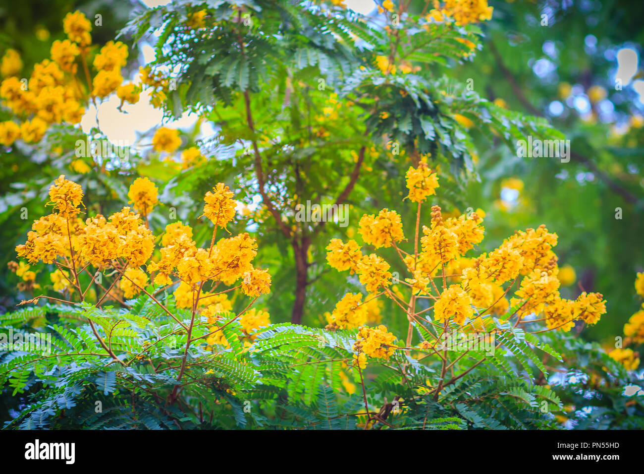 Beautiful yellow Peltophorum pterocarpum flowers on tree, commonly known as copperpod ...