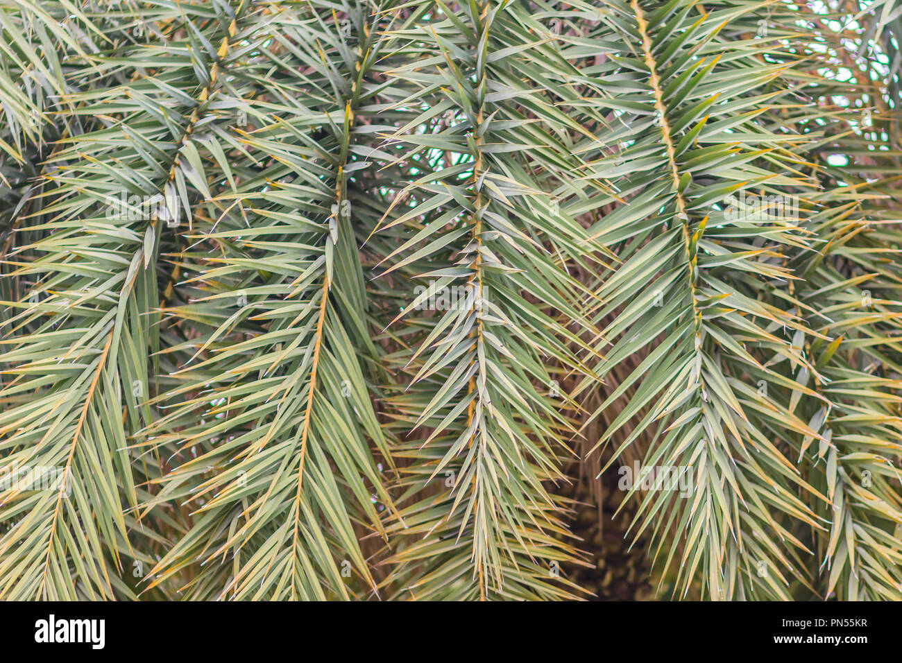 Closeup to leaves of silver date palm or sugar date palm (Phoenix ...