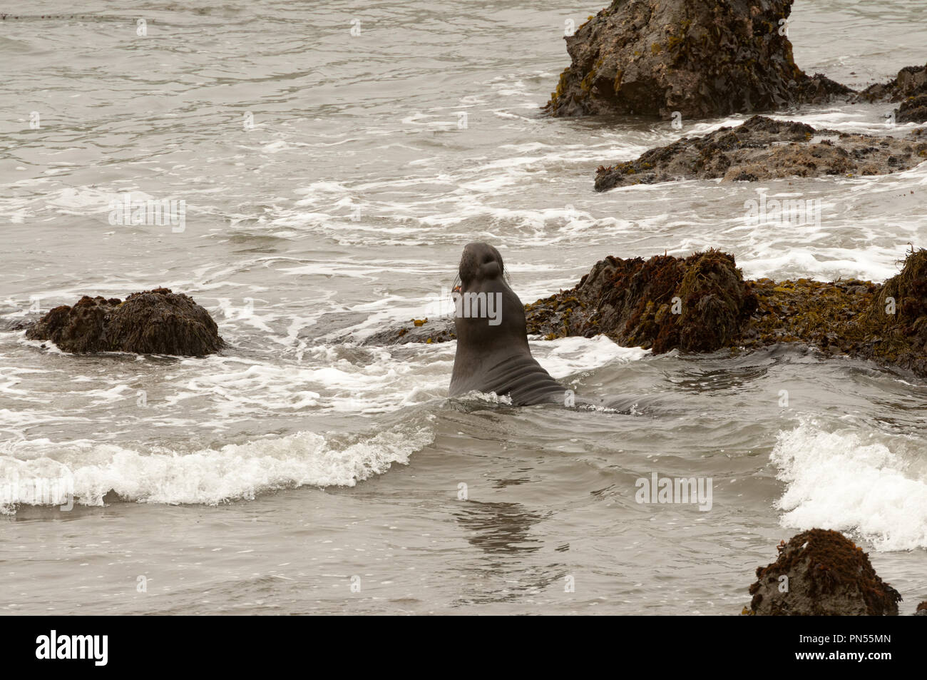 Elephant Seal on a California beach. A bull seal vocalizing from the ...