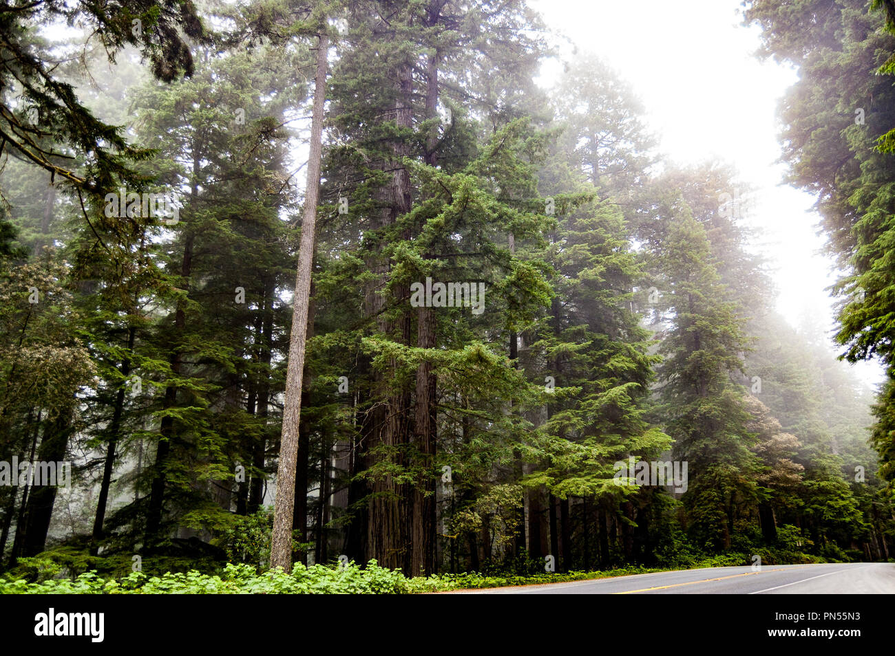 Redwood trees aerial hi-res stock photography and images - Alamy
