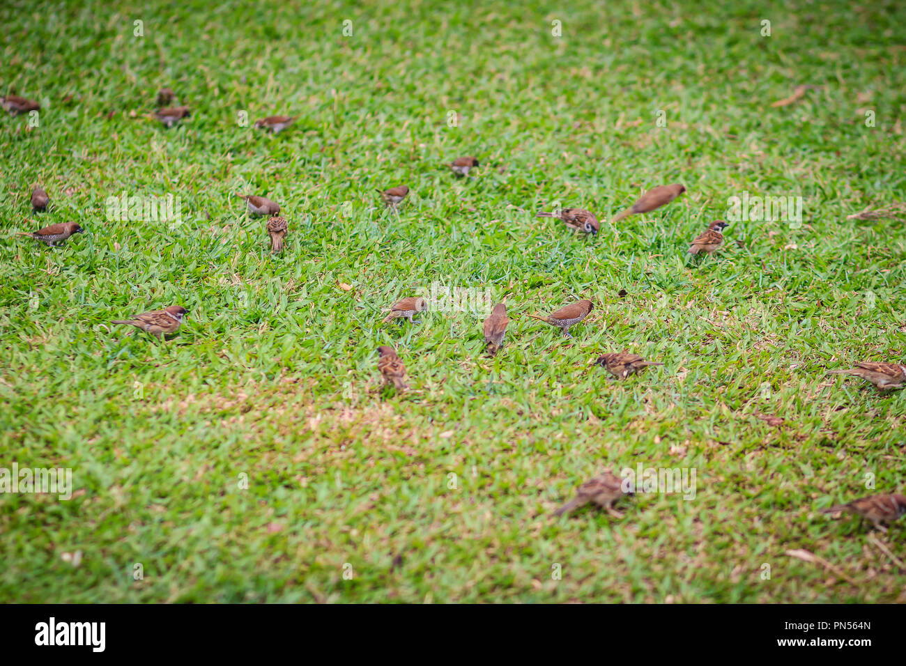 Flock of Eurasian Tree Sparrow bird are looking for food on grass field ...