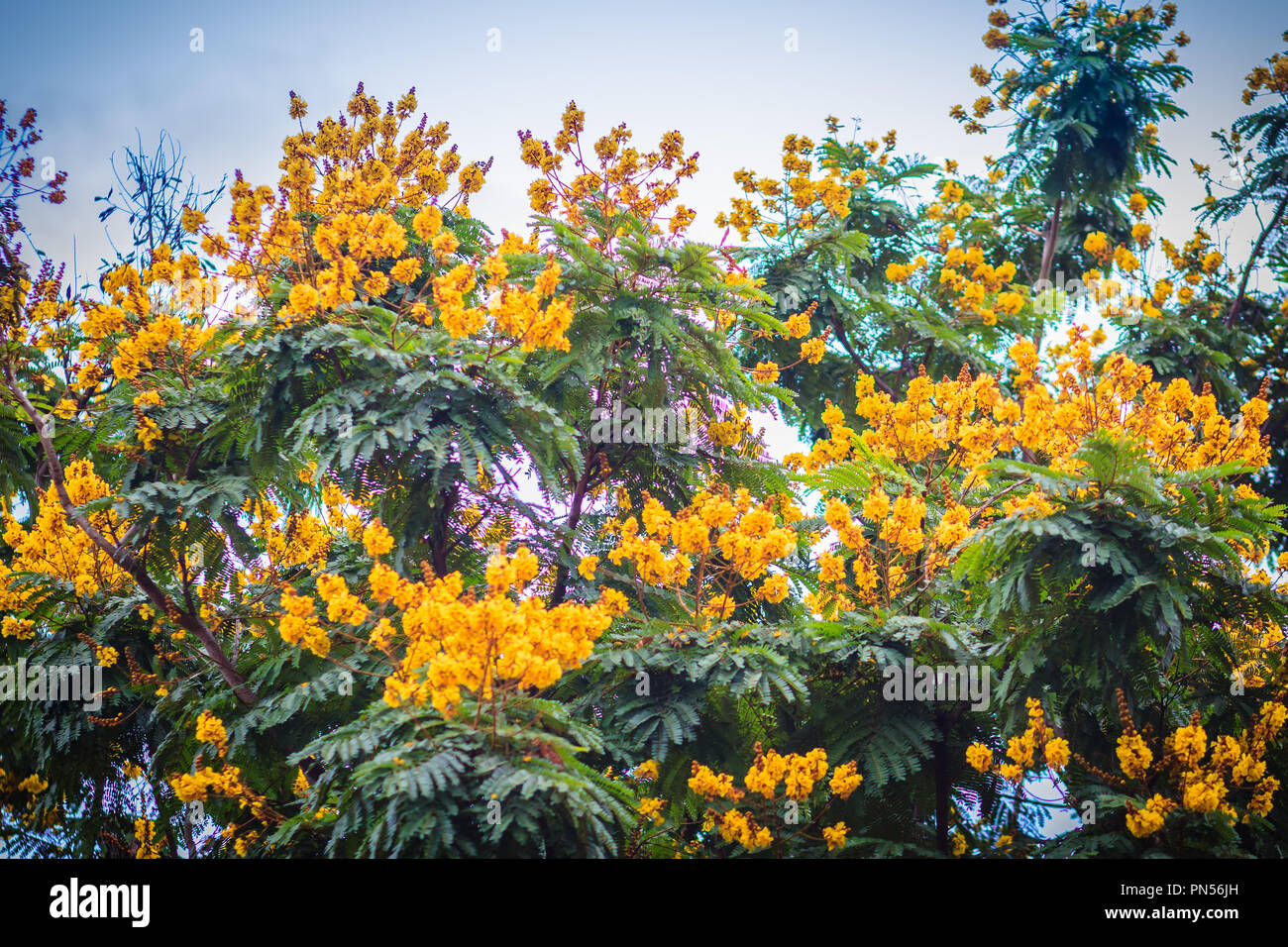 Beautiful yellow Peltophorum pterocarpum flowers on tree, commonly ...