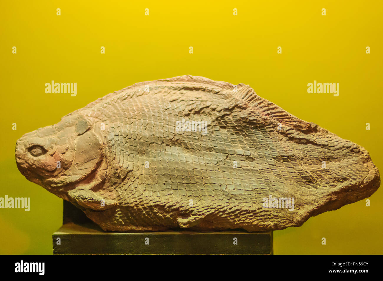 Bangkok-Thailand, July 15, 2017: The fossil of a prehistoric ...