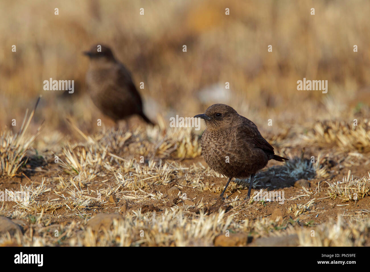 Ant-eating Chat Myrmecocichla formicivora Walkerstroom, South Africa 22 ...
