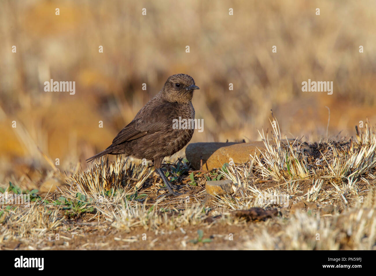 Ant-eating Chat Myrmecocichla formicivora Walkerstroom, South Africa 22 ...