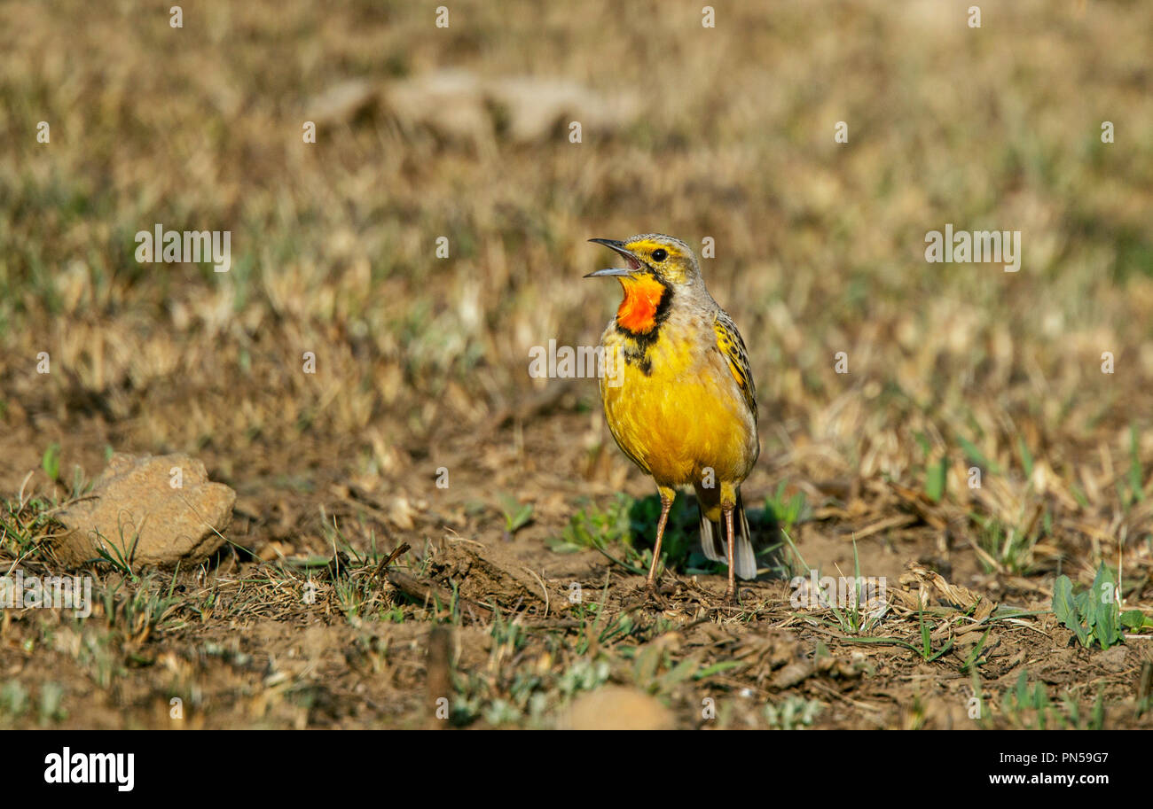 Cape Longclaw Macronyx capensis Walkerstroom, South Africa 22 August ...