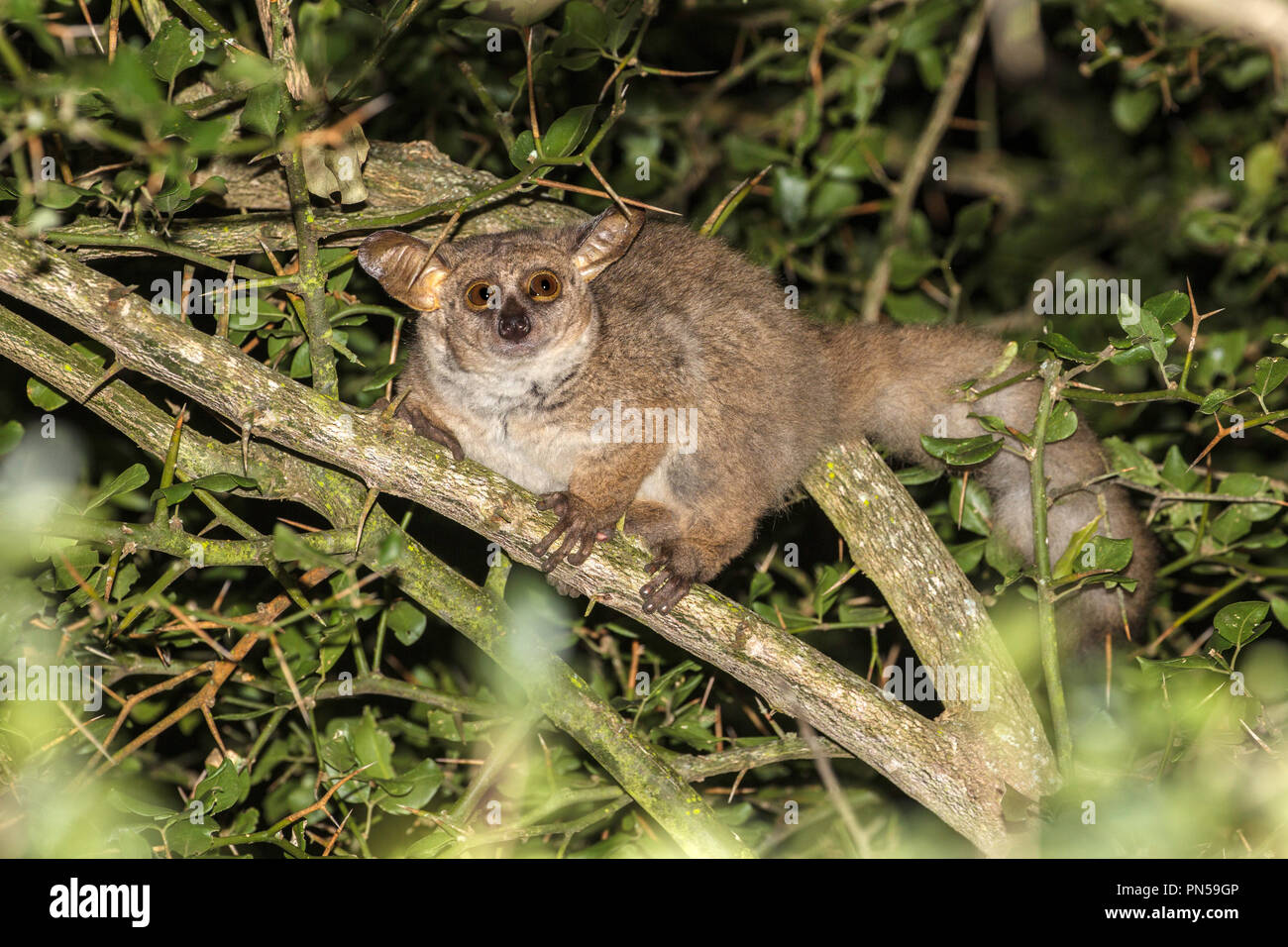 Bushbaby High Resolution Stock Photography and Images - Alamy