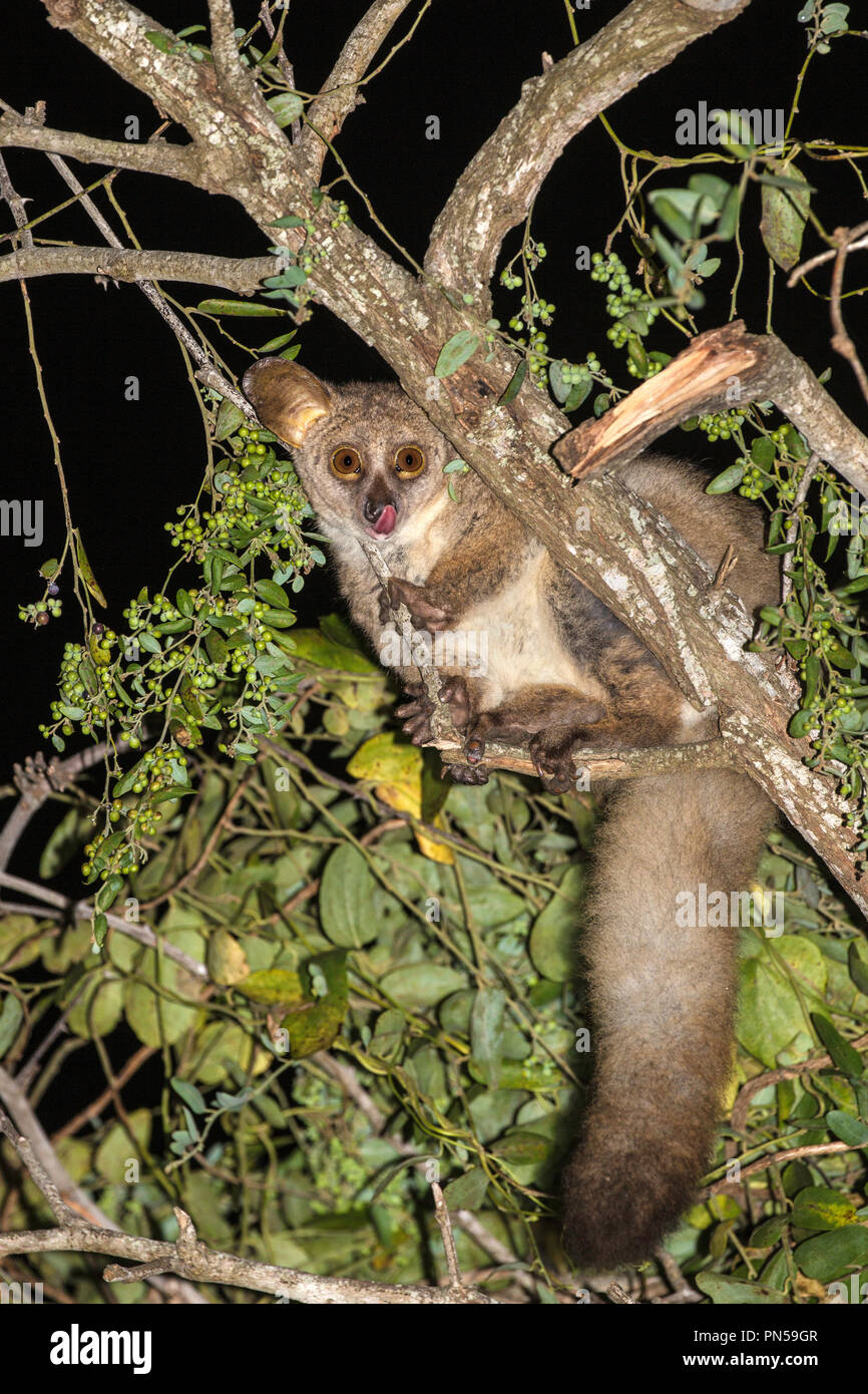 Thick tailed galago greater galago hi-res stock photography and images ...