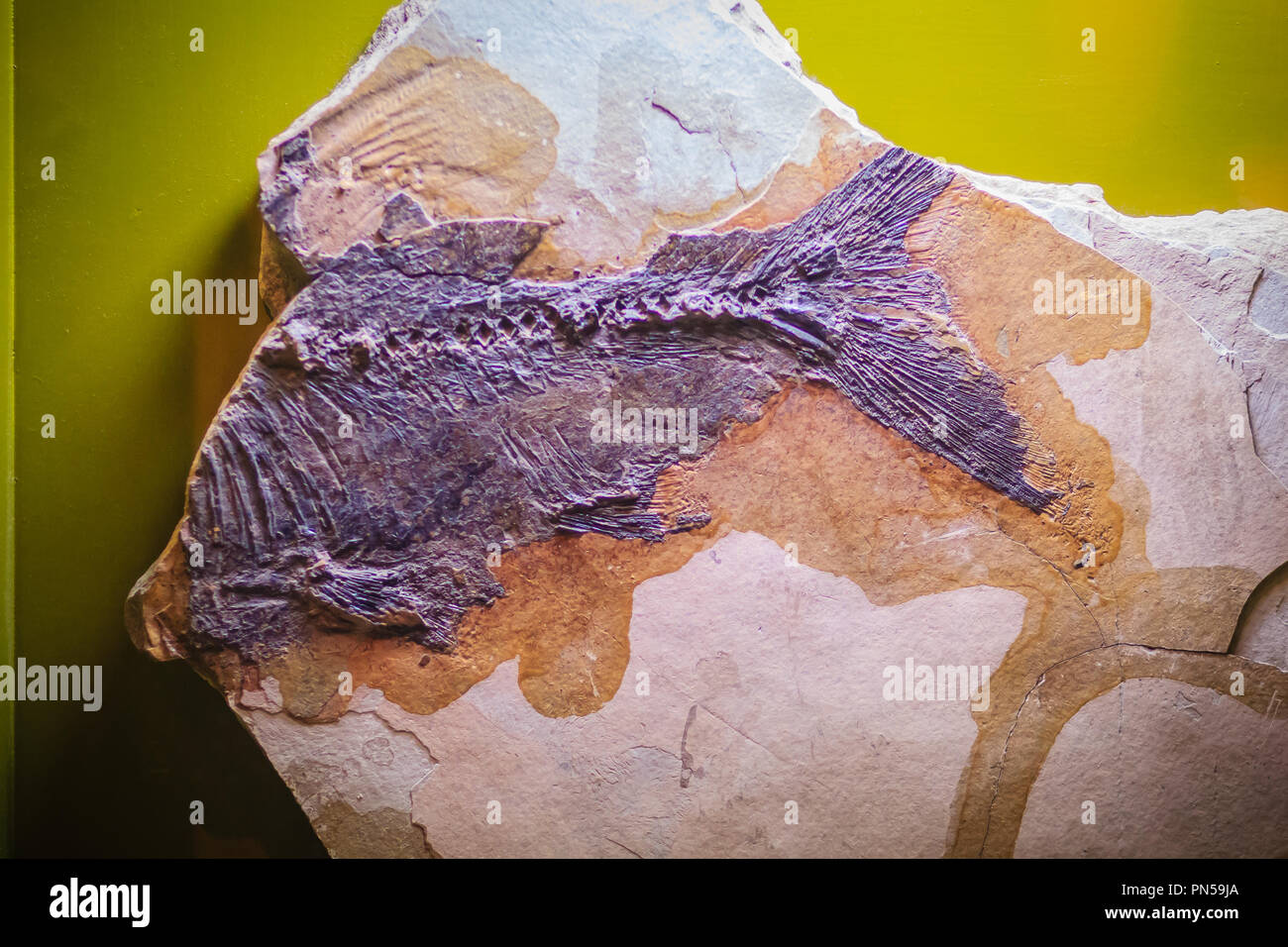 Bangkok-Thailand, July 15, 2017: The fossil of a prehistoric Cyprinid ...