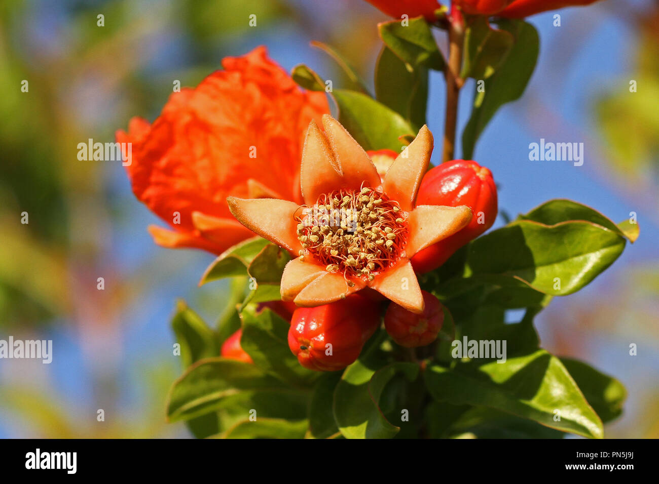 Punicaceae hi-res stock photography and images - Alamy