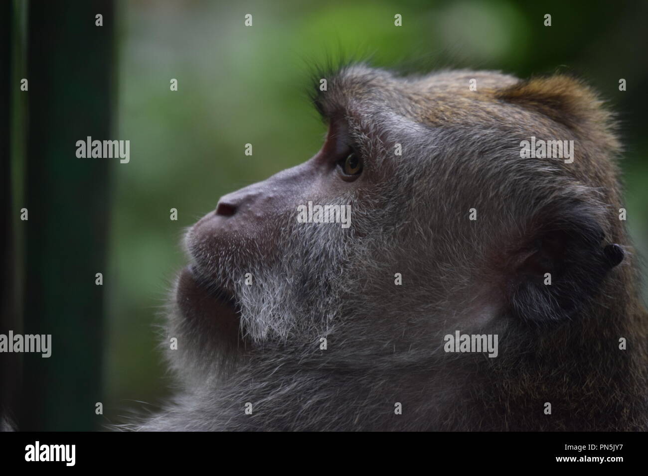 Balinese macaque hi-res stock photography and images - Alamy