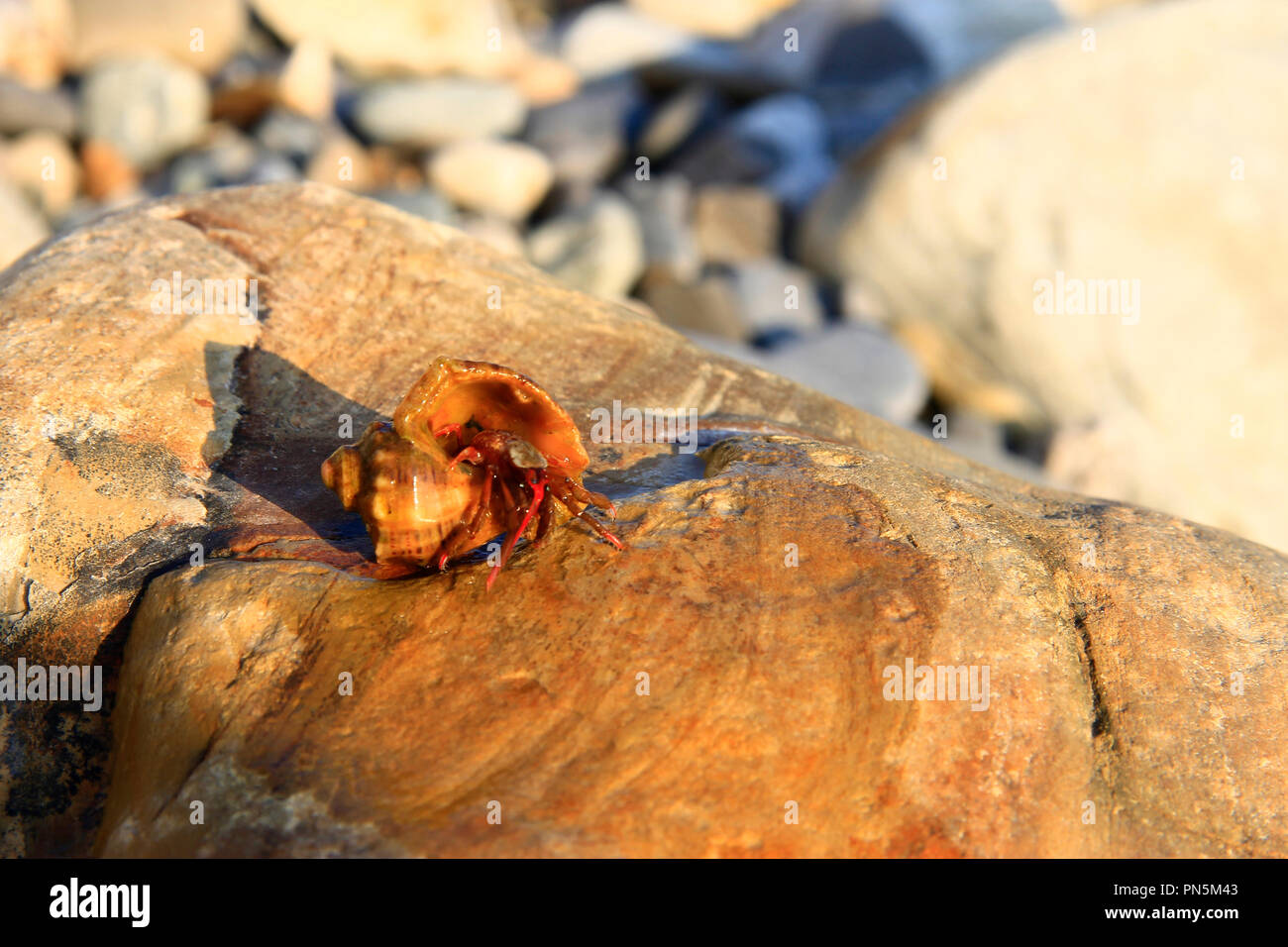 Hermit crab inside shell hi-res stock photography and images - Alamy