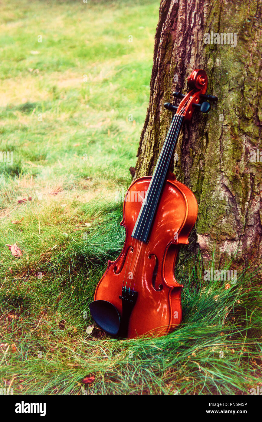 classic violin abandoned against a tree Stock Photo - Alamy