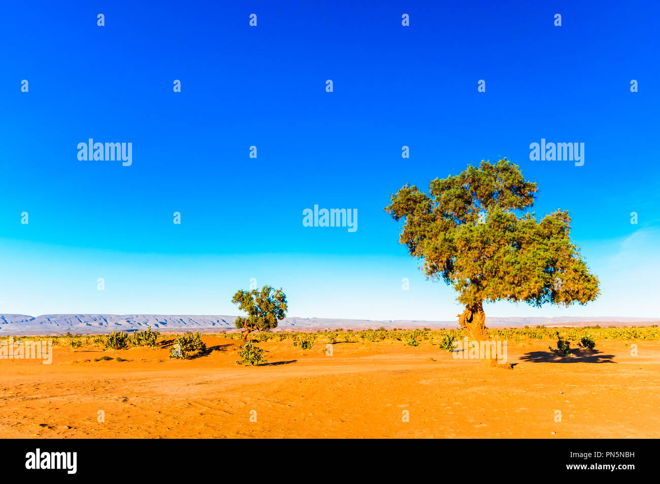 Acacia Tree in the Sahara Desert - Morocco Stock Photo - Alamy