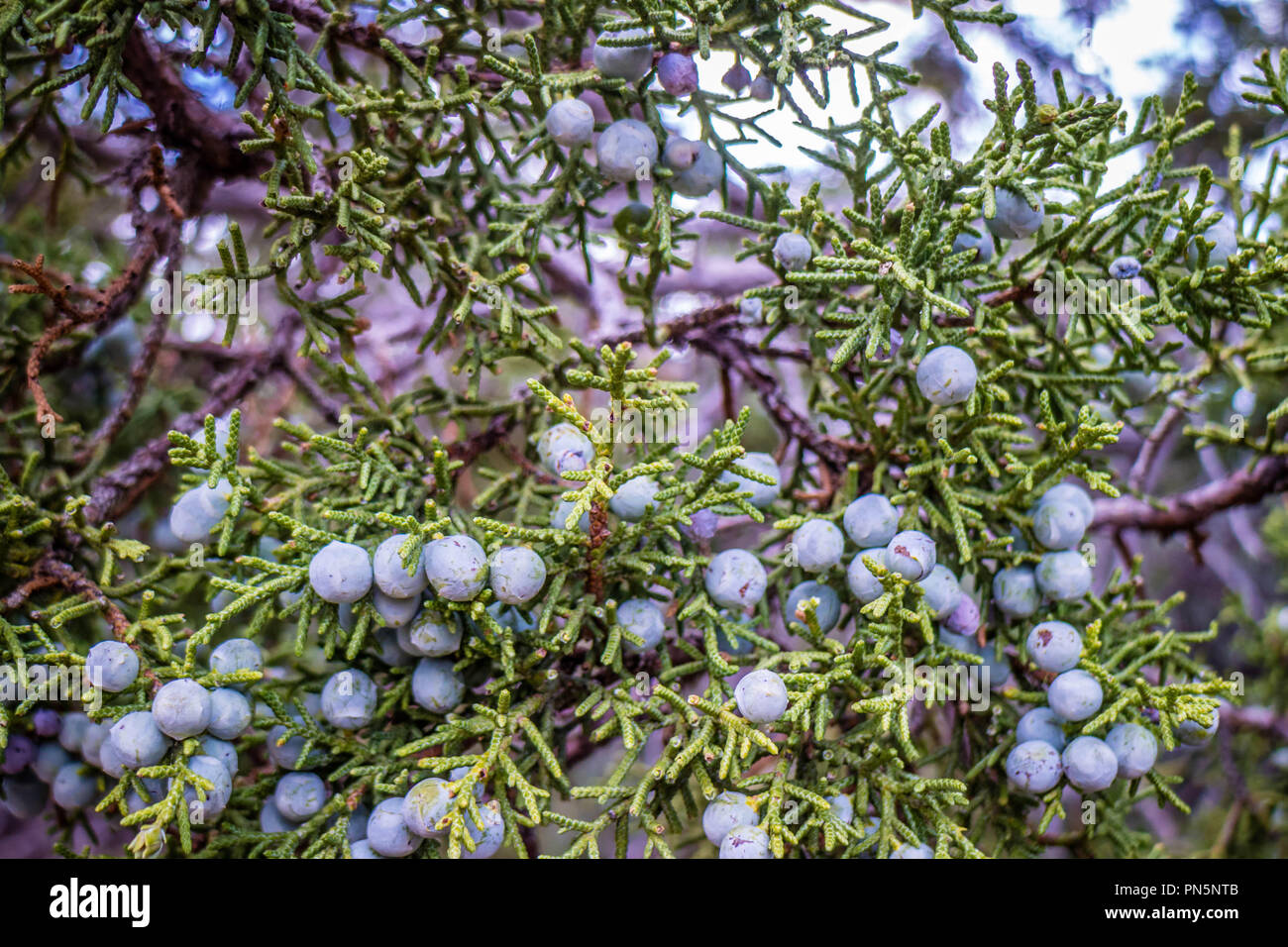 Juniper Shrub in Mesa Verde National Park, Colorado Stock Photo - Alamy