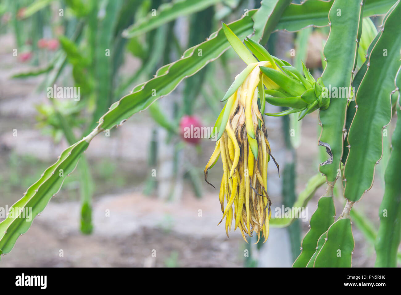 Dragon fruit,Pitaya on tree Stock Photo - Alamy