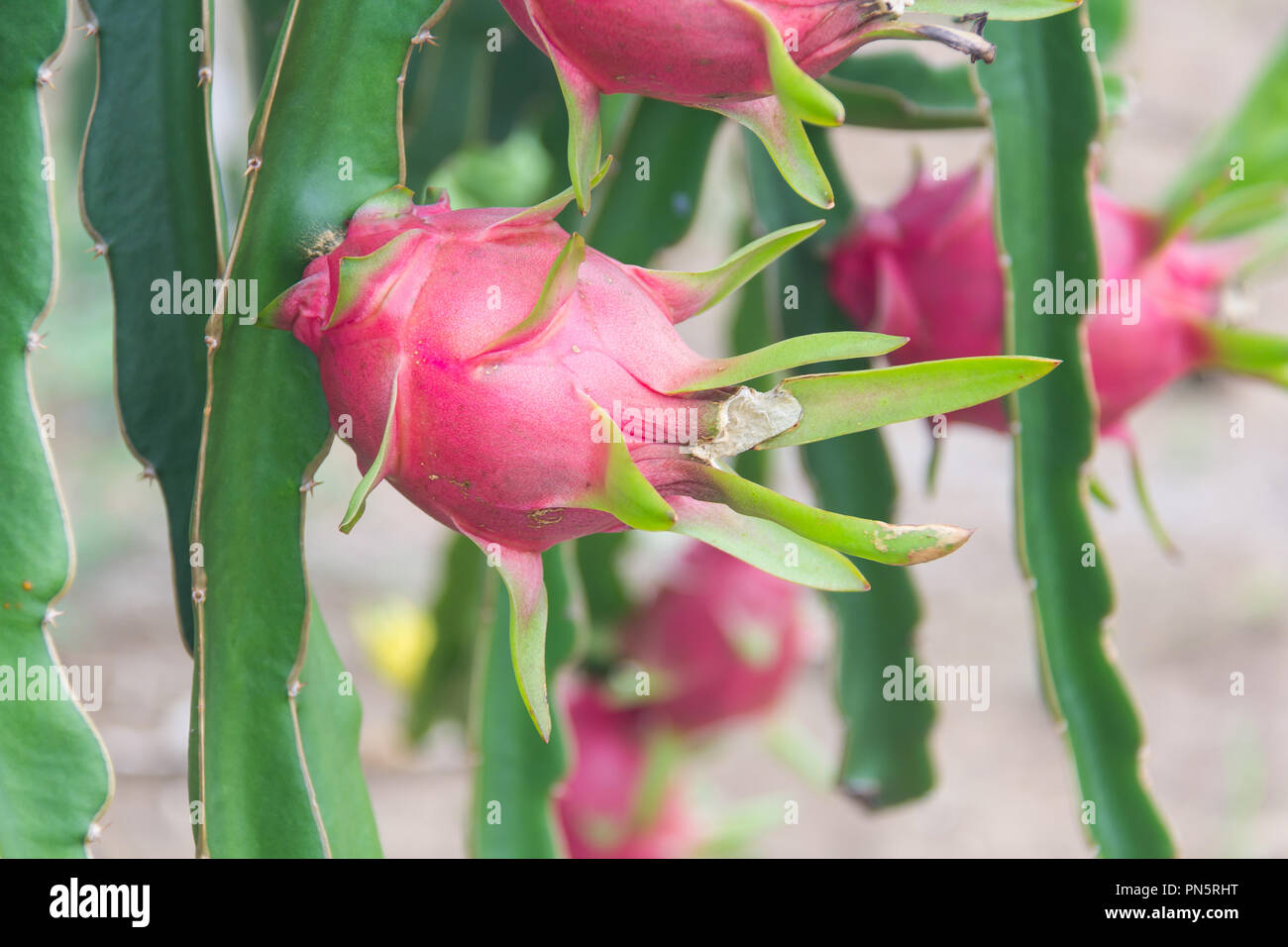 Dragon fruit,Pitaya on tree Stock Photo - Alamy