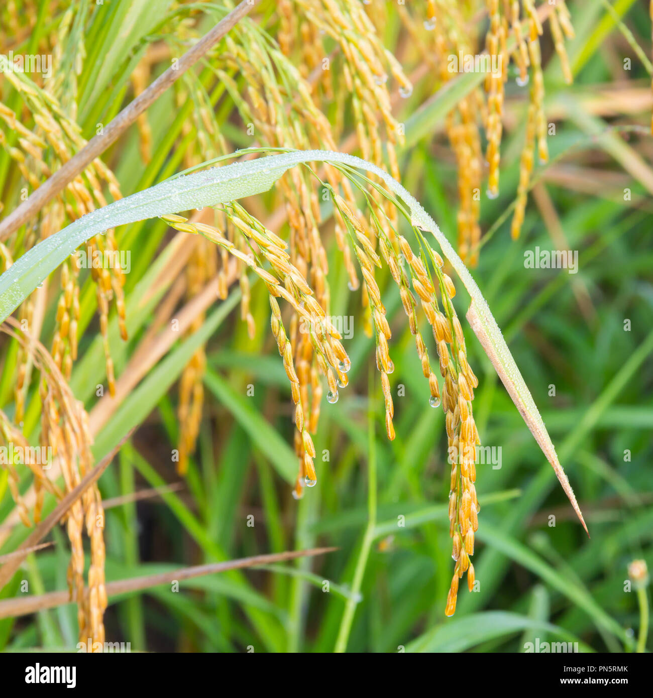 paddy rice field Stock Photo - Alamy