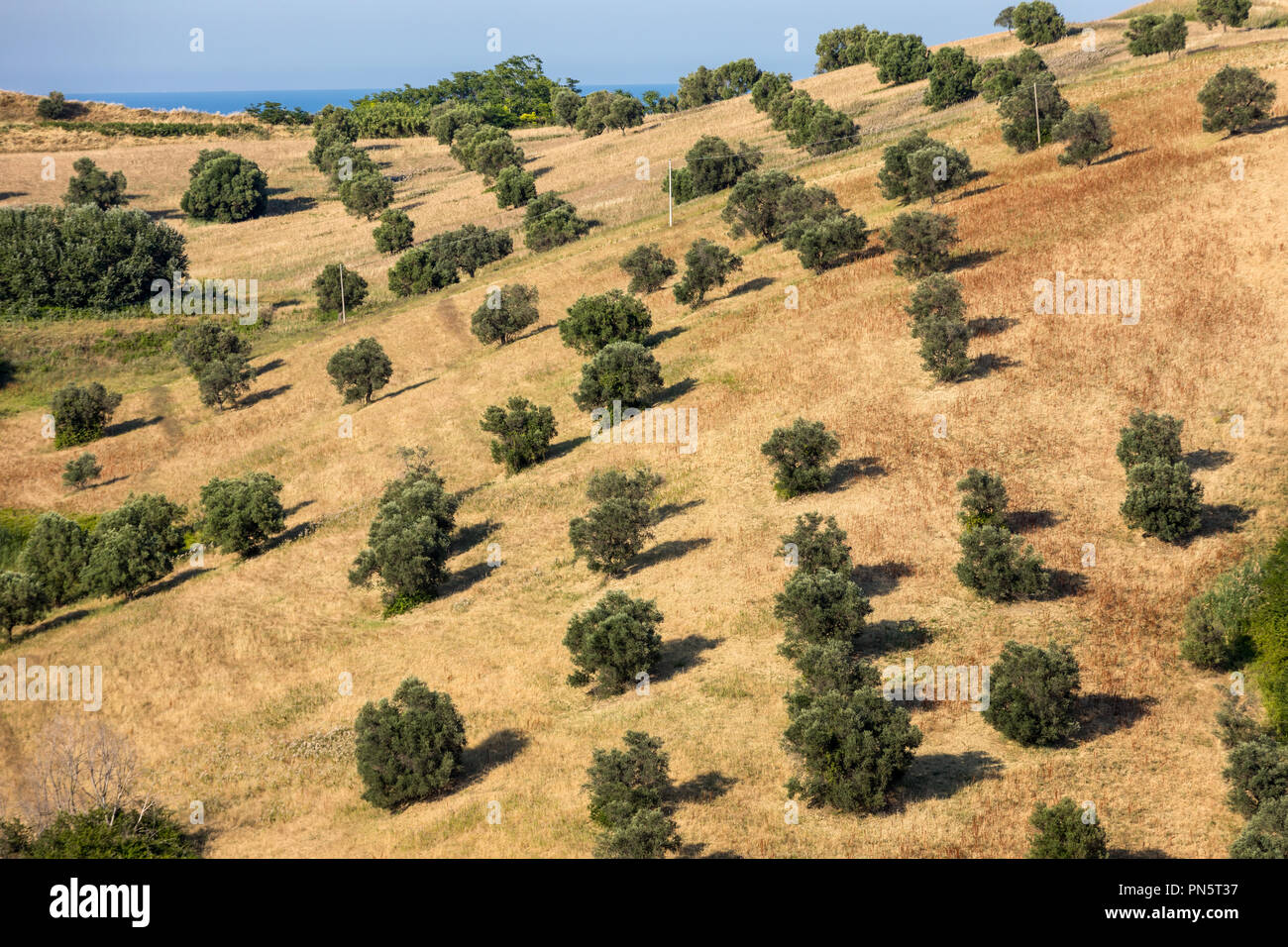 Olive groves on rolling hills hi-res stock photography and images - Alamy