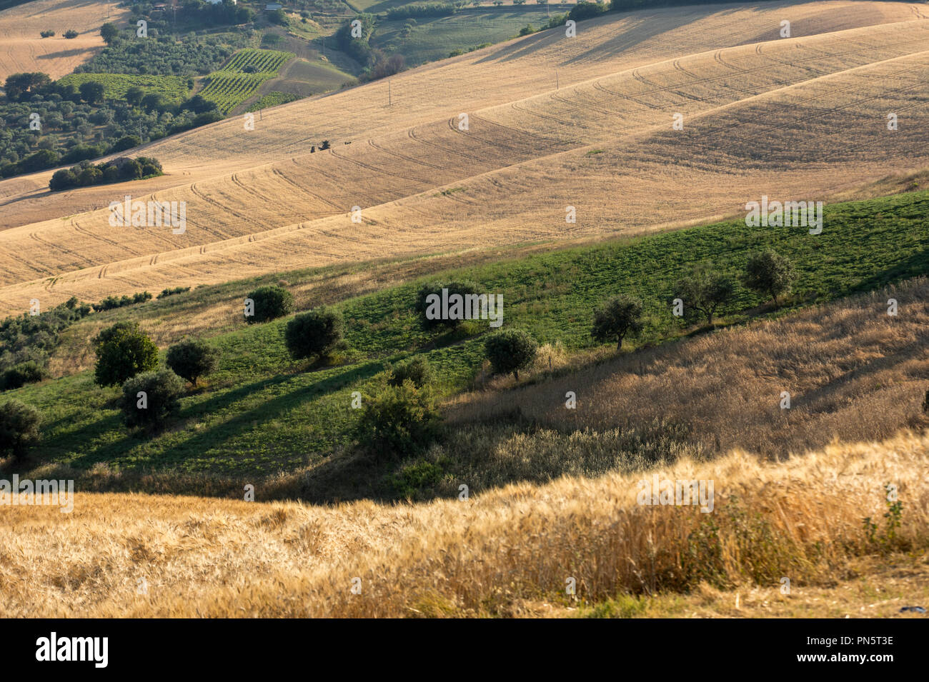 view of olive groves and fields on rolling hills of Abruzzo. Italy ...