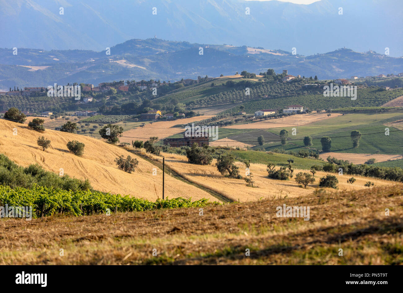 Panoramic view of olive groves and farms on rolling hills of Abruzzo ...