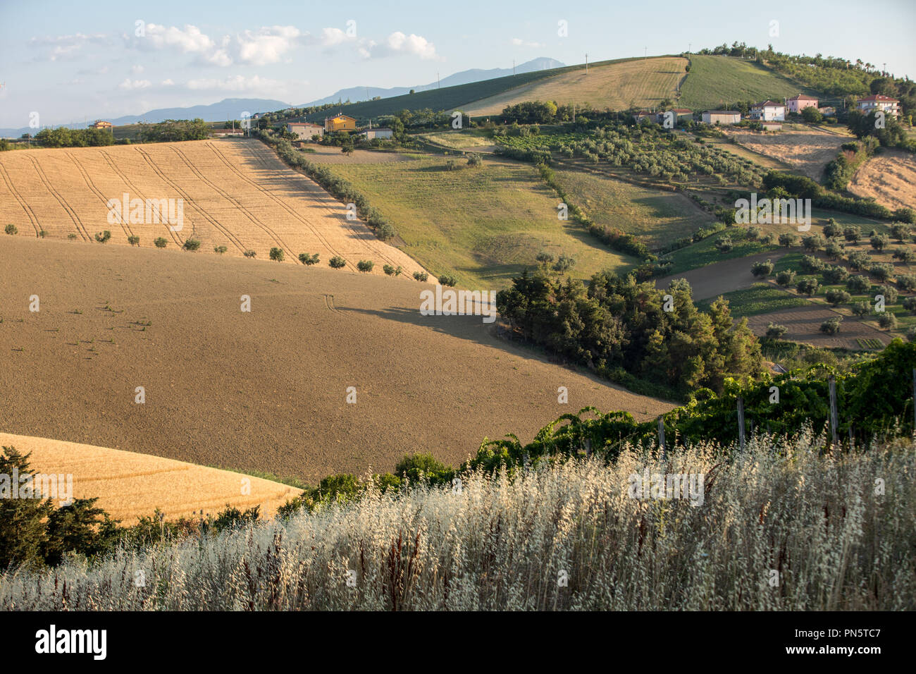 Panoramic view of olive groves, vineyards and farms on rolling hills of ...