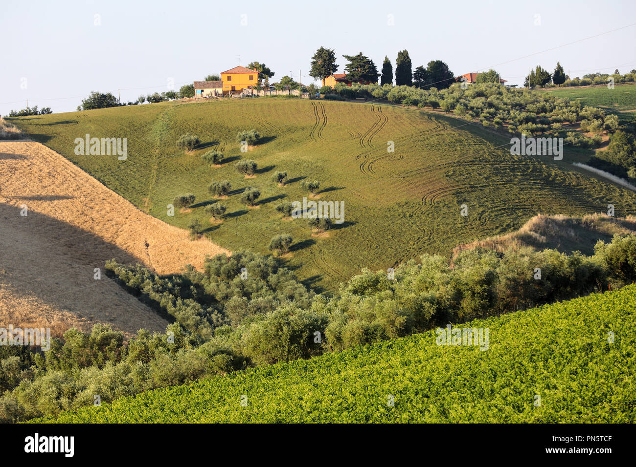 Panoramic view of olive groves, vineyards and farms on rolling hills of ...