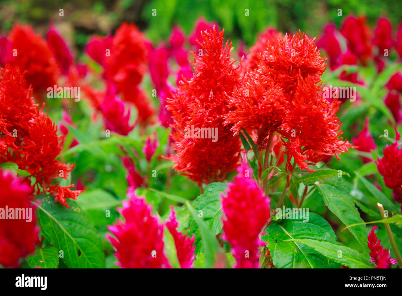 varieties of colorful Celosia Plumosa flowers, commonly known as the ...