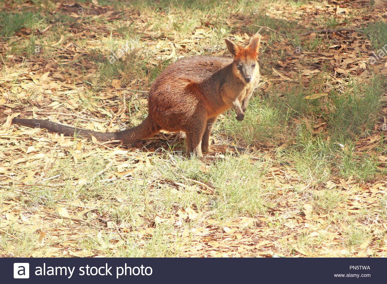Australian Native Endemic Wildlife Fauna High Resolution Stock ...