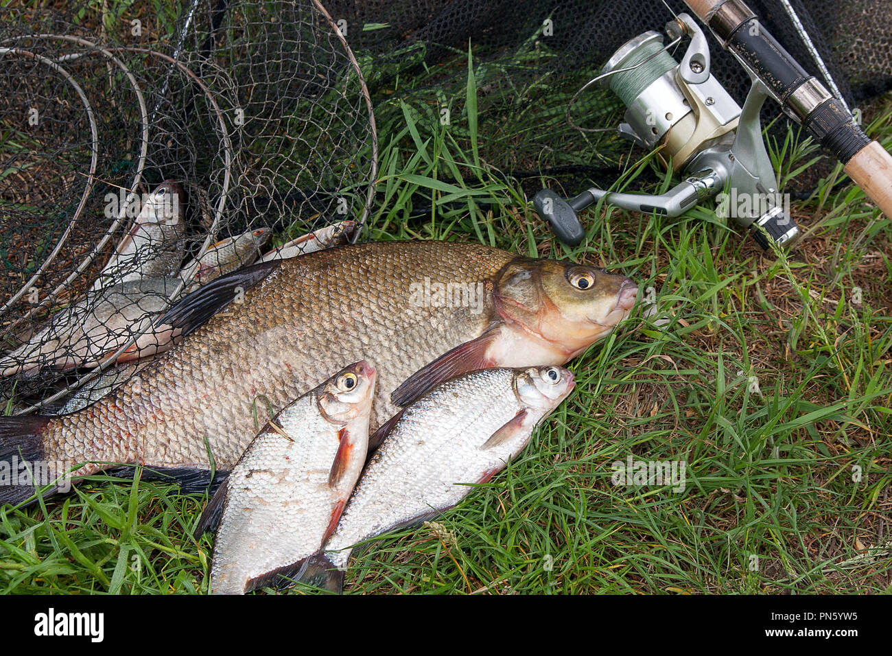 Pile of just taken from the water big freshwater common bream known as ...