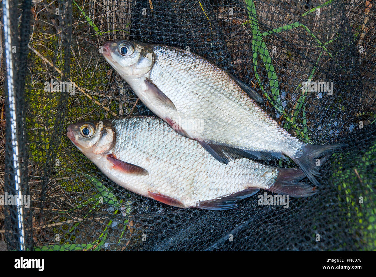 Just taken from the water freshwater white bream or silver fish known ...