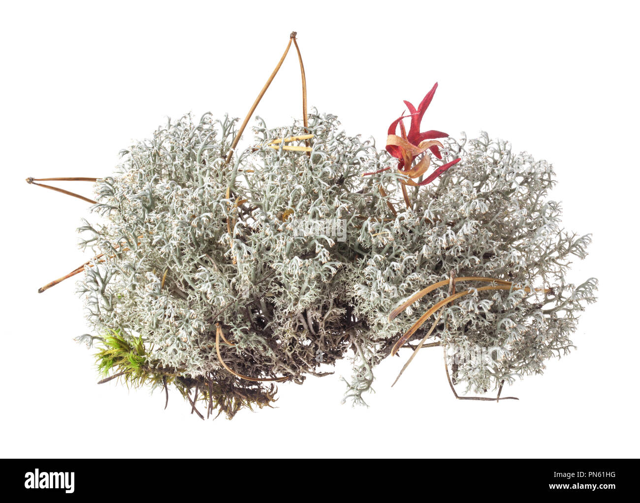 Reindeer lichen (Cladonia rangiferina) isolated on white background ...