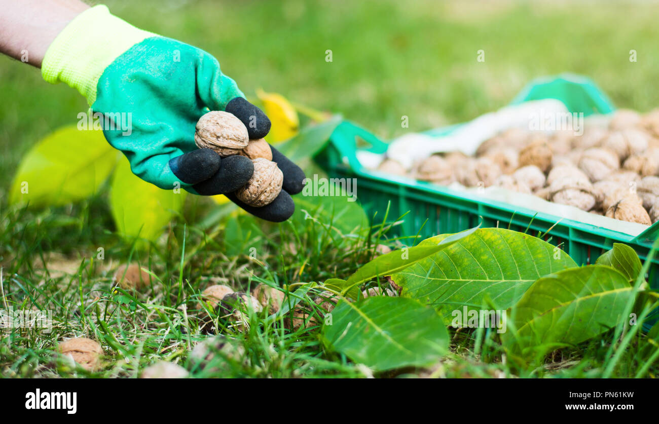 Collecting fruit hi-res stock photography and images - Alamy