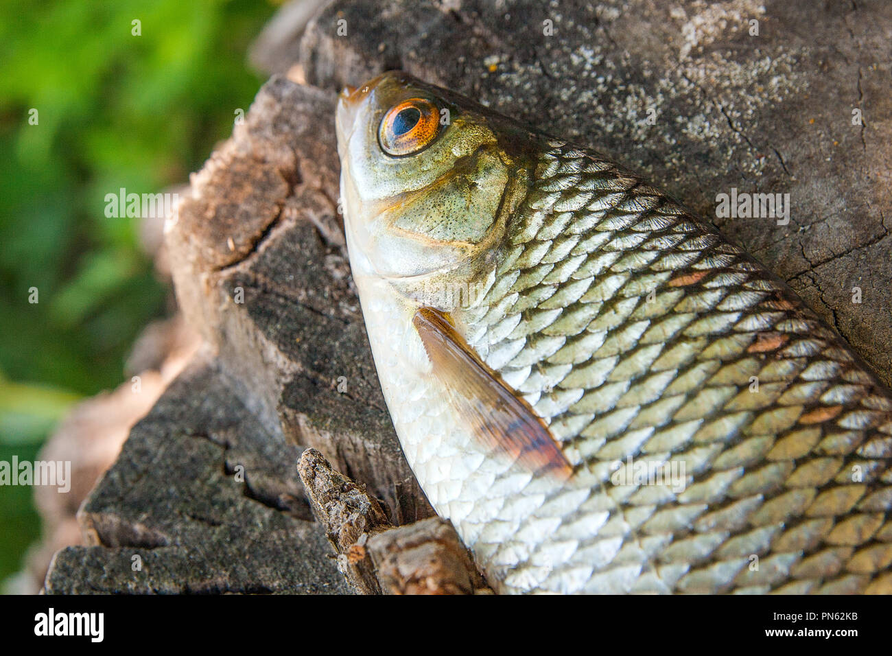 Close up view of single freshwater common rudd fish known as Scardinius ...