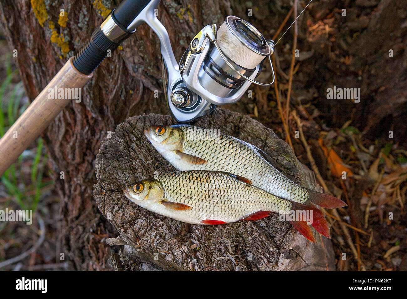 Close up view of two freshwater common rudd fish known as scardinius ...