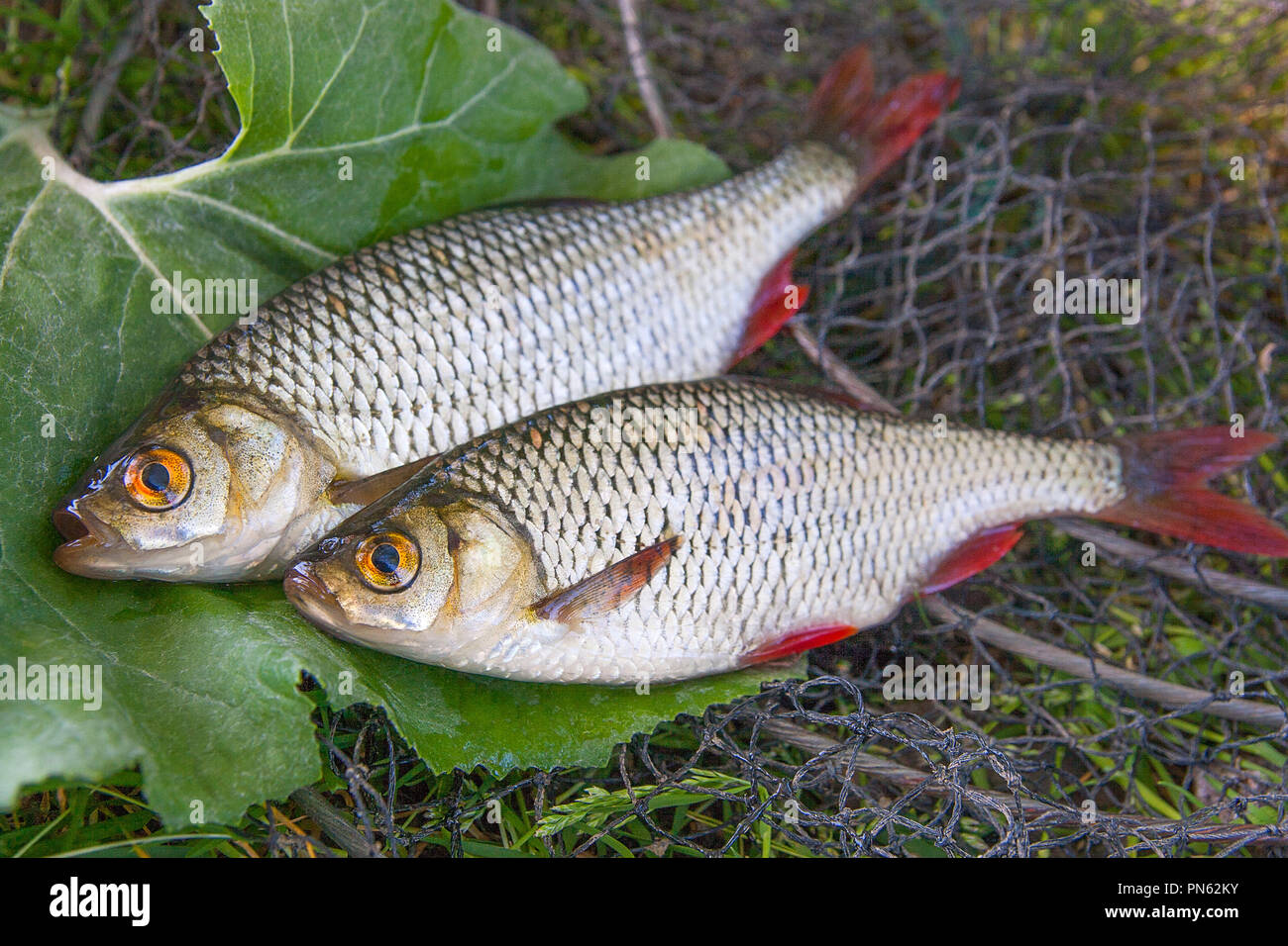 Close up view of two freshwater common rudd fish known as scardinius ...