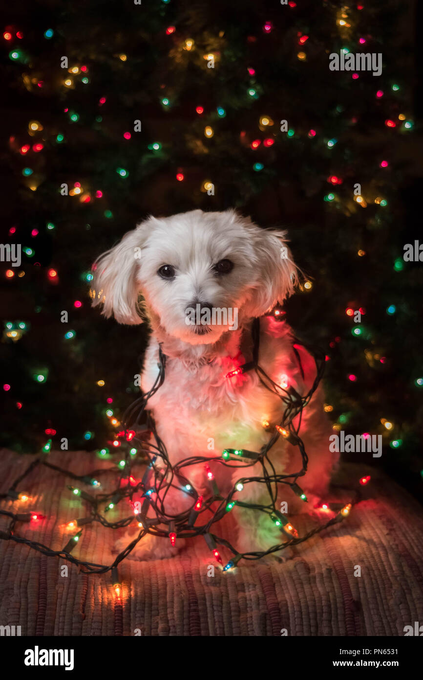 Dog In The Dark With Lights High Resolution Stock Photography and ...