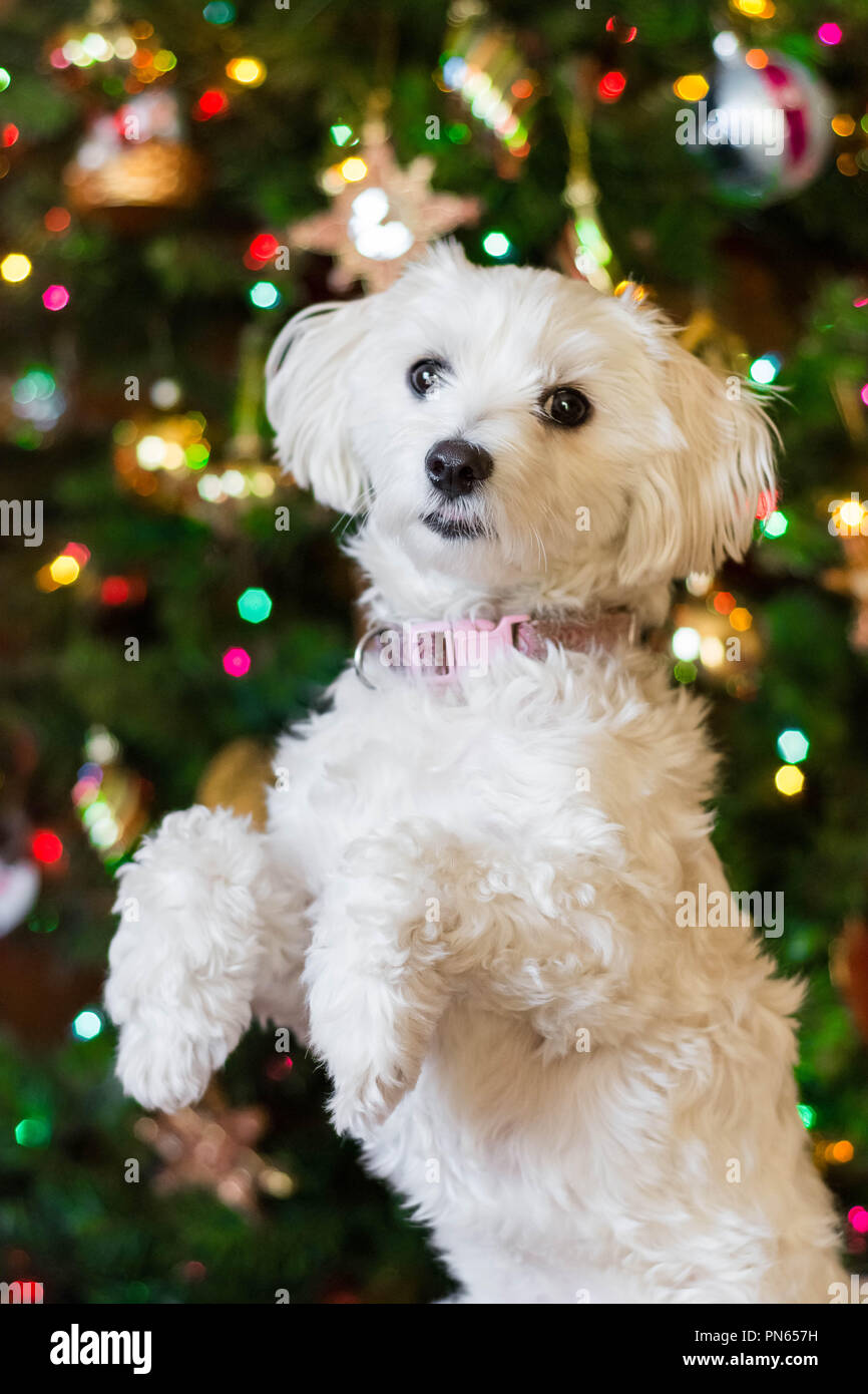 Small white dog hi-res stock photography and images - Alamy