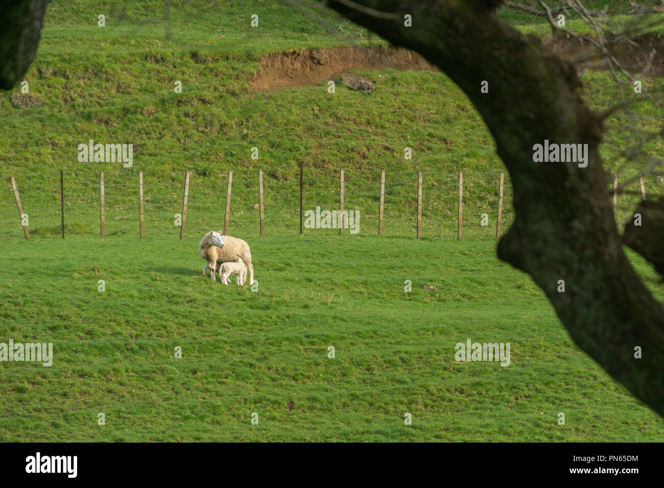 Sheep in field framed by silhouette tree branch ewe and lambs in ...