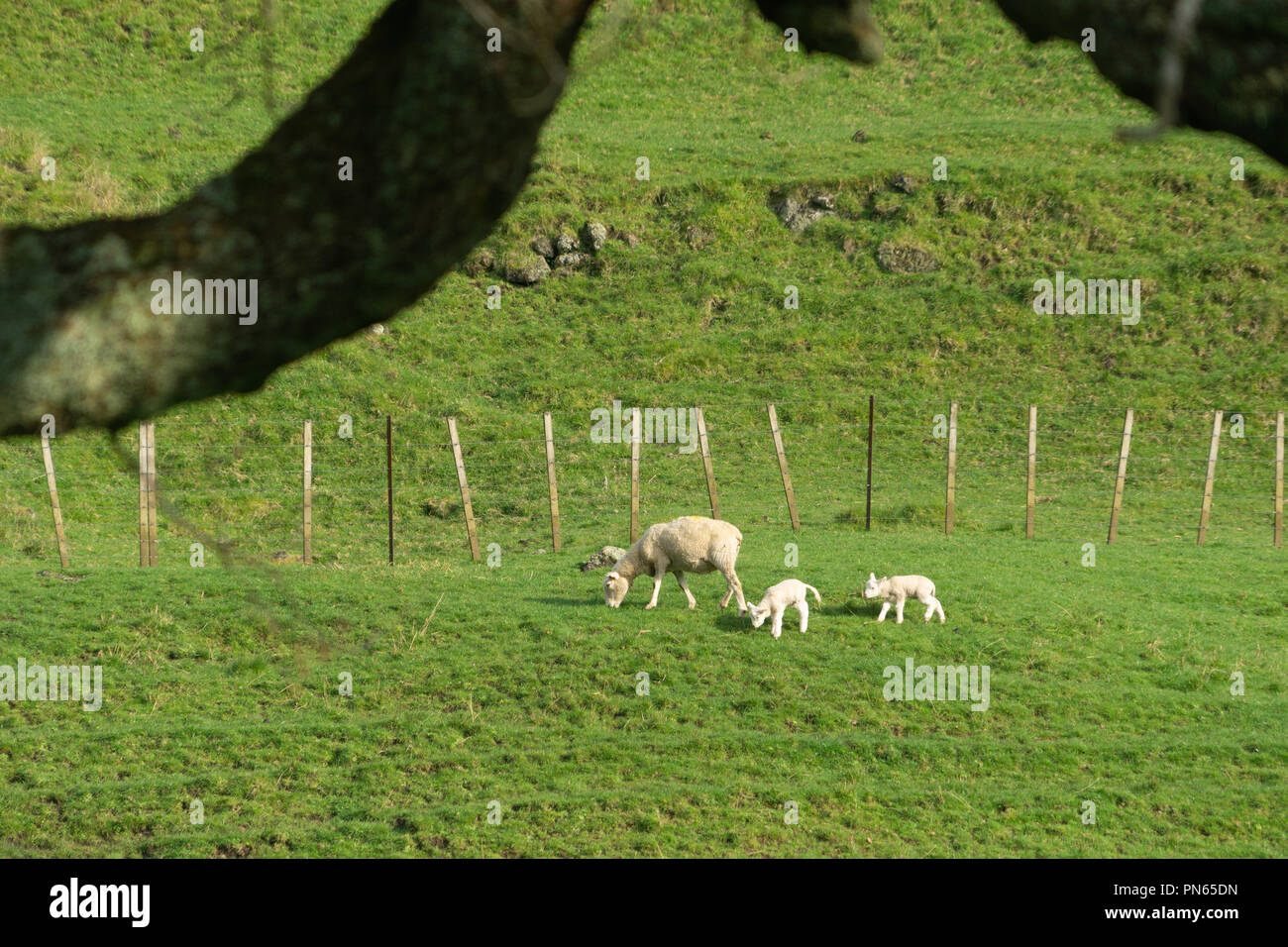 Sheep in field framed by silhouette tree branch ewe and lambs in ...
