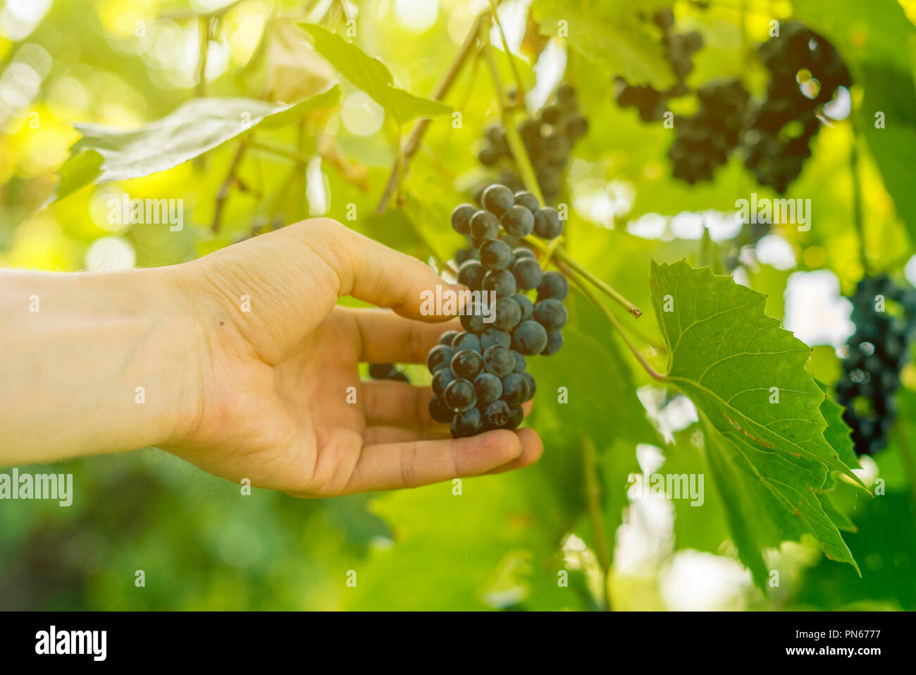 Hand picks grapes hi-res stock photography and images - Alamy