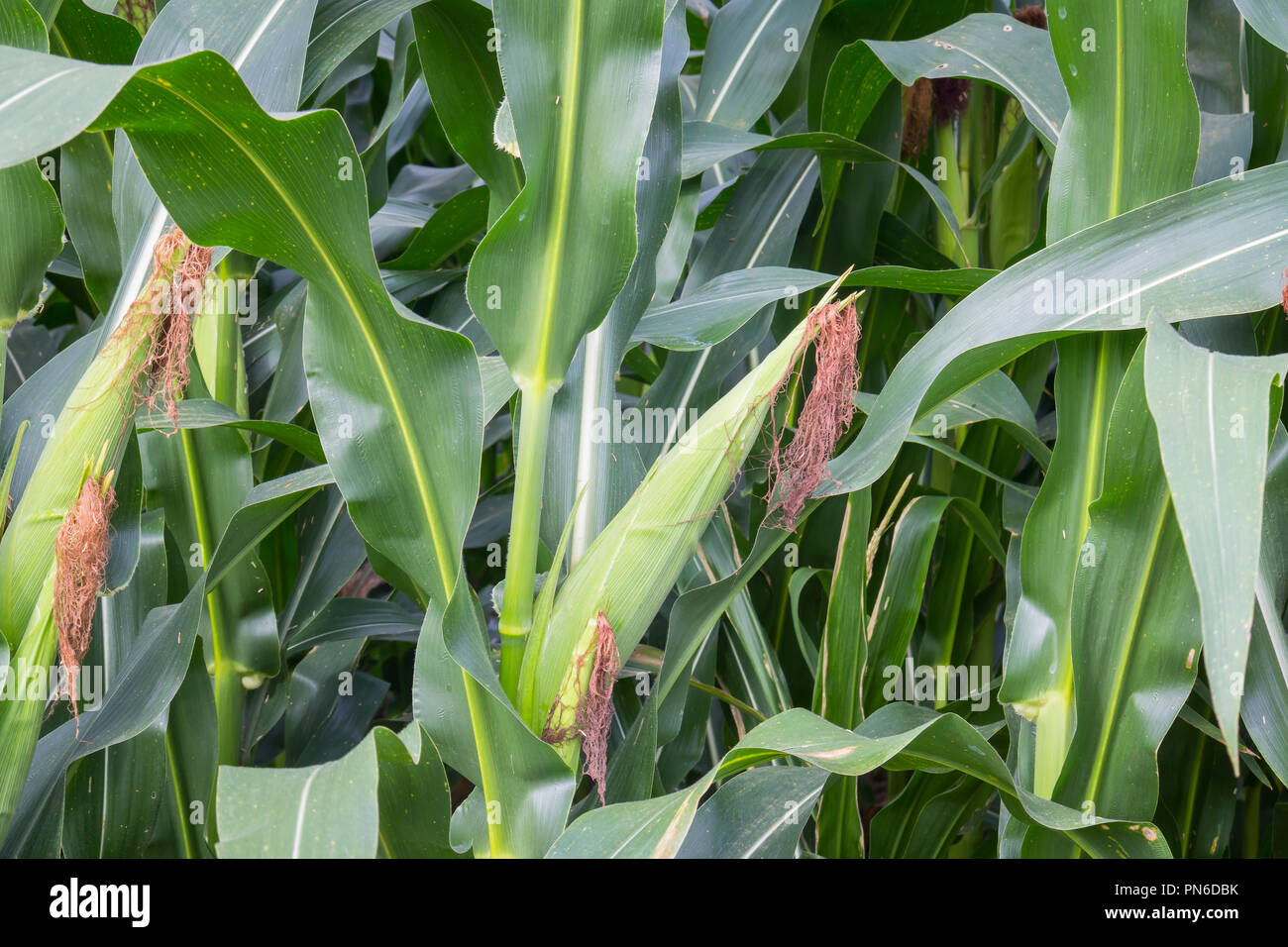 Zea mays Linn. , Sweet corn in the field Stock Photo - Alamy
